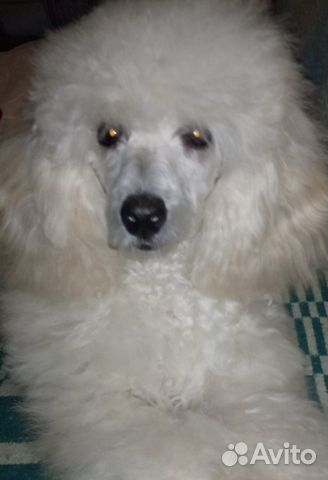 Щенки карликового пуделя