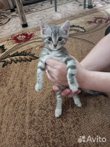 Котята
