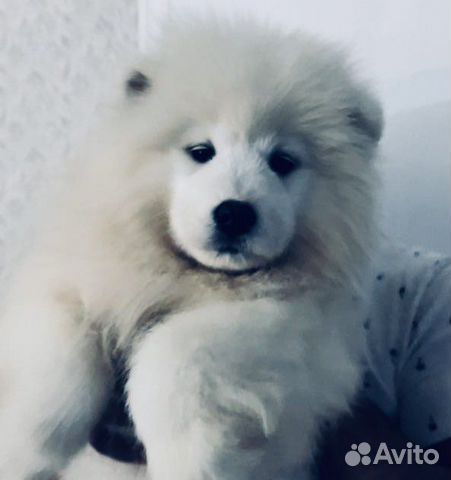 Прелестный самоед