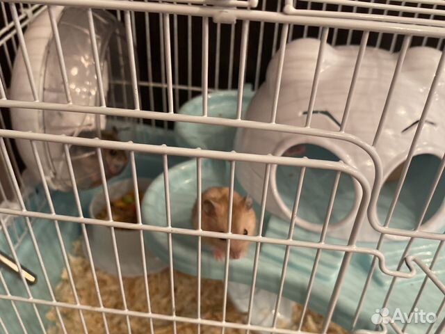 Хомяки джунгарики