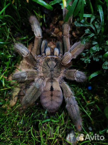 Паук Psalmopoeus cambridgei