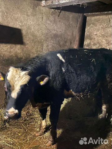 Продам быка
