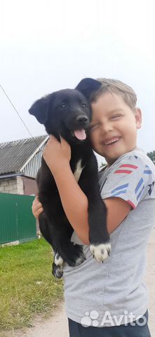 Щенки