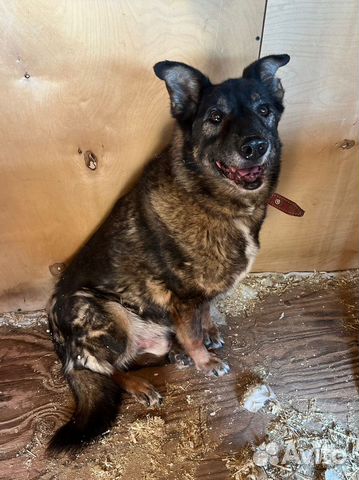 Взрослому и беззубому псу не выжить в приюте