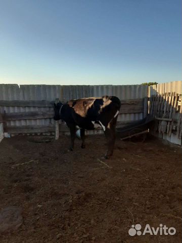 Корова с теленком