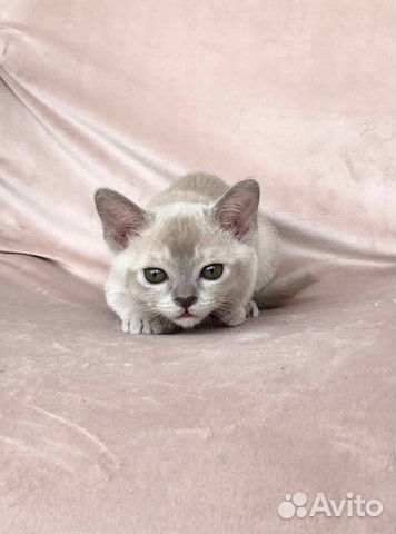 Бурманские котята