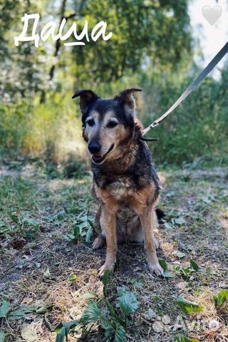 Собачка ищет дом