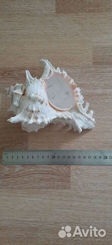 Ракушка коралл