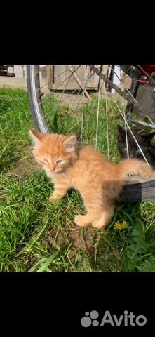 Котенок рыжий ищет дом