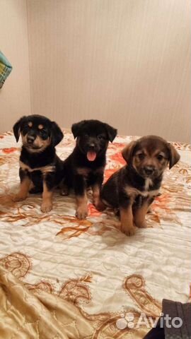 Щенки эстонской гончей помесь в добрые руки