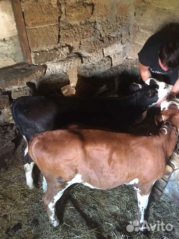Телята по 3 месяца
