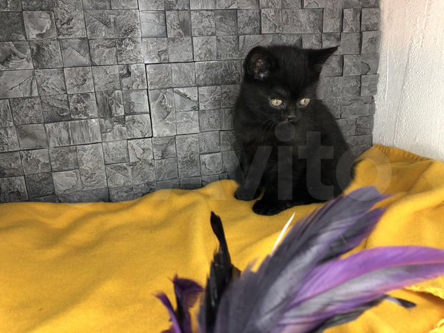 Шотладский мальчуган