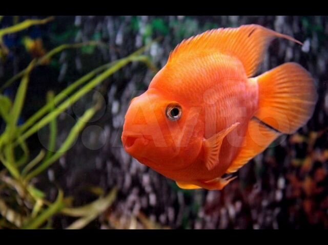 Попугай пурпурный