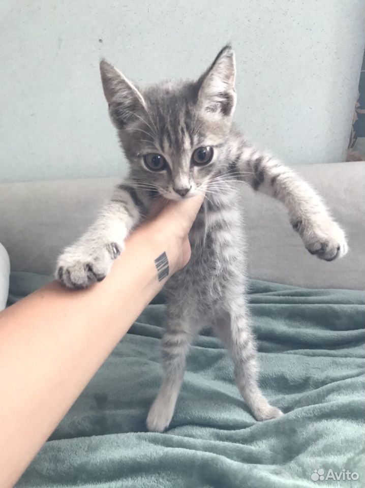 Котёнок в добрые руки