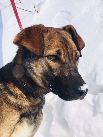 Собака в добрые руки