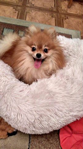 Померанский шпиц мини