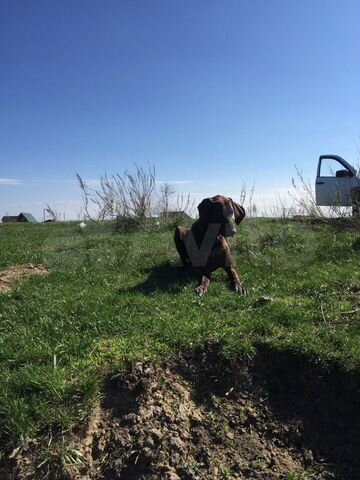 Кабель Курцхаар вязка