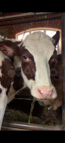 Корова айширской породы