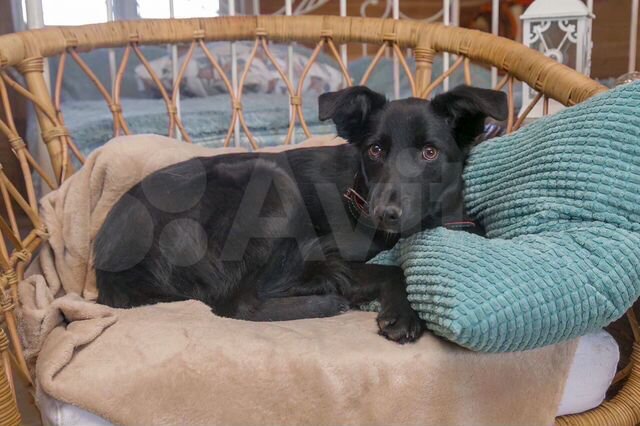 Щенок Джуна ищет хозяина. Отдадим в хорошие руки