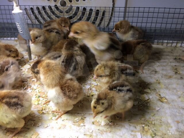 Цыплята брамы куропатчатой