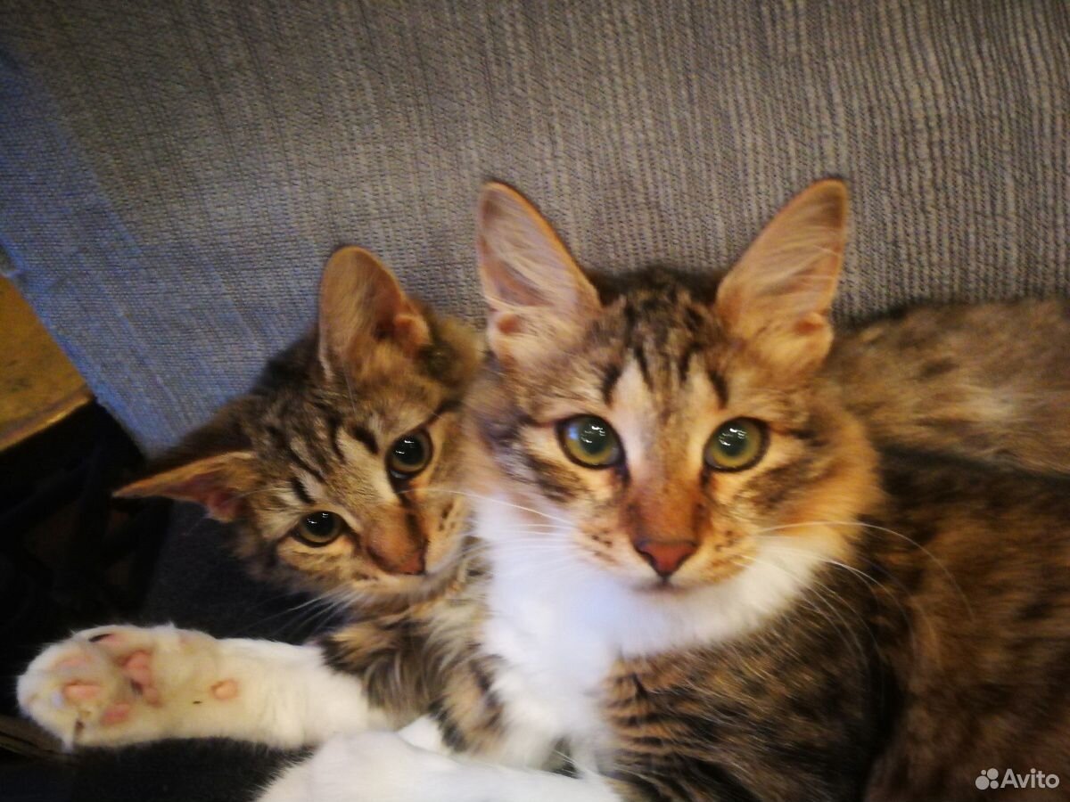 Два котенка 4 месяца в добрые руки