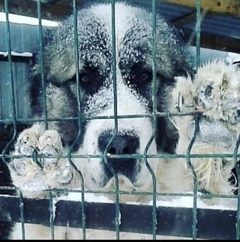 Алабай в добрые руки