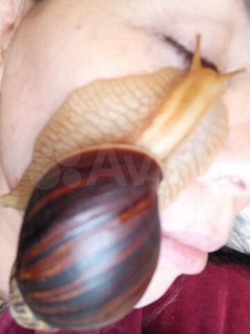 Улитки ахатины