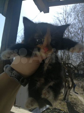 Котята