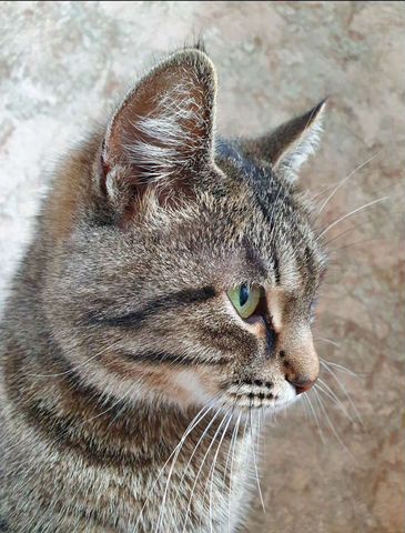 Кошка ищет дом