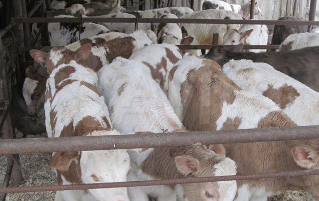 Породистые быки