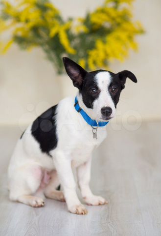 Коротколапый Бублик в добрые руки