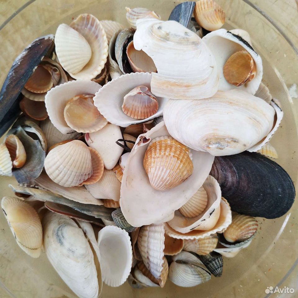 Морские ракушки
