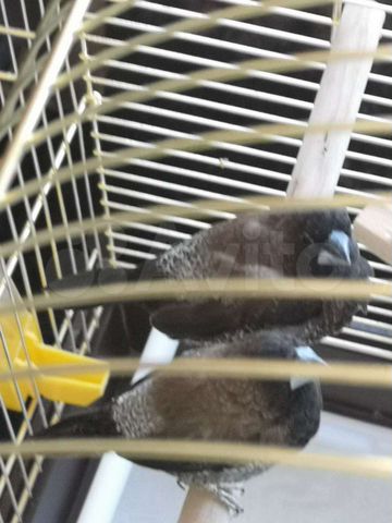 Японские амадины