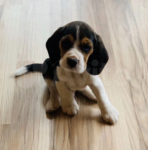 Бигль, щенки