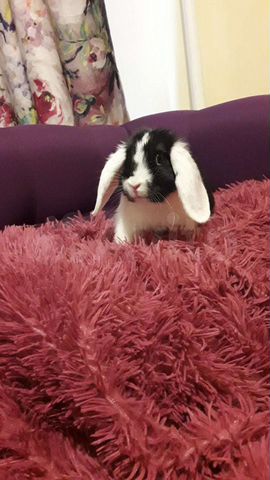 Кролики породы карликовый вислоухий баран