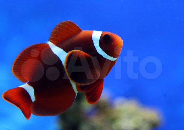 Рыбка Клоун Премнас