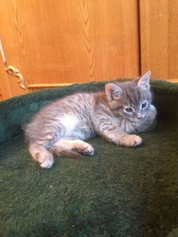 В добрые руки