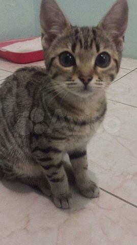Бенгальская кошка