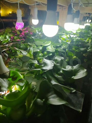 Водный гиацинт(Эйхорния толстоножковая)