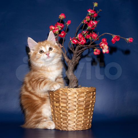 Курбобик - вырастет большим, добродушным котэ)