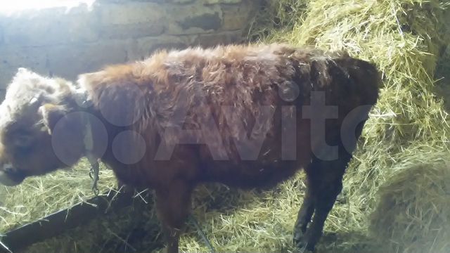 Бычок и телка