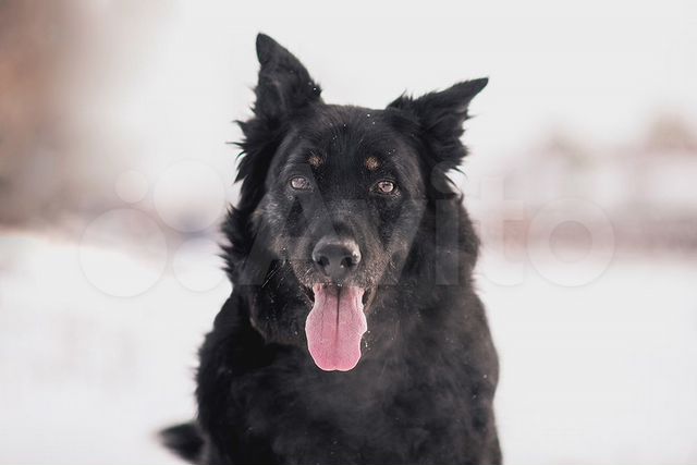 Скромный Гаврик ищет дом