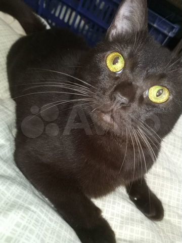 Мистический грифон