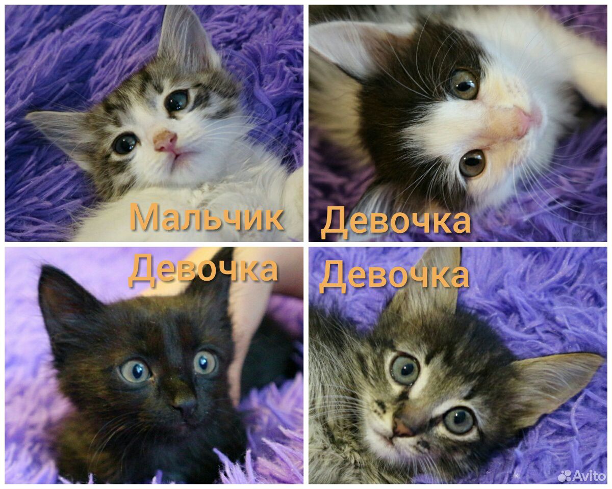 Малыши-котятки в добрые руки, 1,5-2 месяца