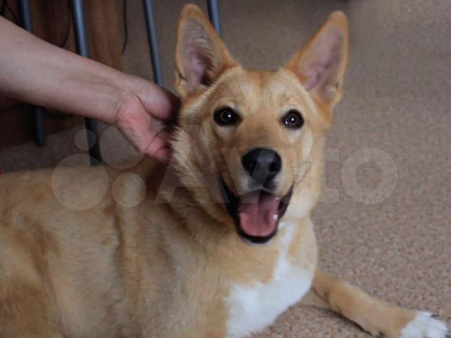 Солнечный мальчишка в добрые руки