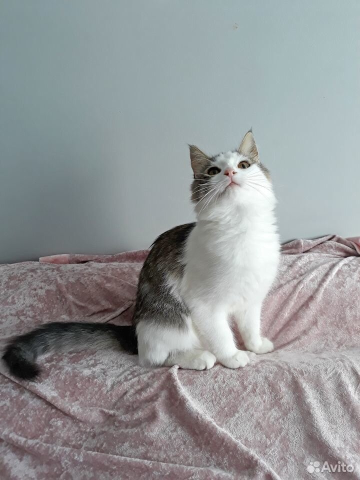 Кисонька-подросток,6 мес