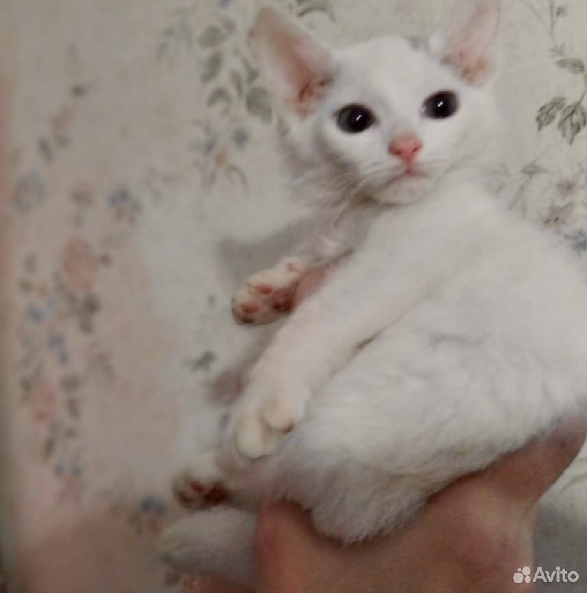 Котик 2 месяца