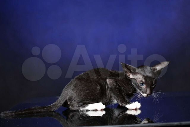 Ориентальный мальчик