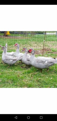 Индоутки Лаванда