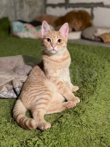 Рыжий ласковый котенок мальчик
